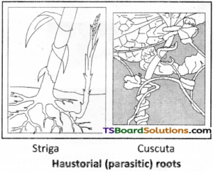 TS Inter 1st Year Botany Study Material Chapter 5 Morphology of ...