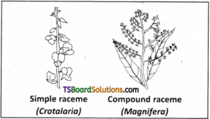 TS Inter 1st Year Botany Study Material Chapter 5 Morphology of ...