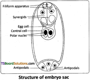TS Inter 1st Year Botany Study Material Chapter 7 Sexual Reproduction ...
