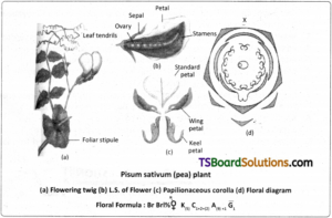 TS Inter 1st Year Botany Study Material Chapter 8 Taxonomy of ...