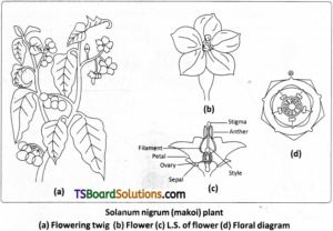 TS Inter 1st Year Botany Study Material Chapter 8 Taxonomy of ...