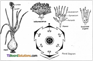 TS Inter 1st Year Botany Study Material Chapter 8 Taxonomy of ...