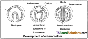 TS Inter 1st Year Zoology Study Material Chapter 2 Structural ...