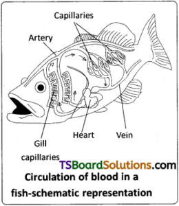 TS Inter 1st Year Zoology Study Material Chapter 4 Animal Diversity-II ...