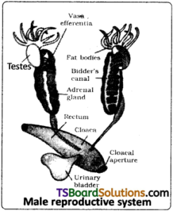 TS Inter 1st Year Zoology Study Material Chapter 4 Animal Diversity-II ...