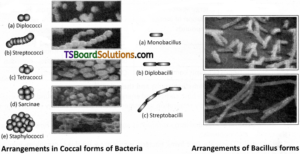 TS Inter 2nd Year Botany Study Material Chapter 7 Bacteria - TS Board Solutions