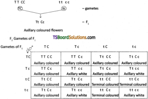 TS Inter 2nd Year Botany Study Material Chapter 9 Principles of ...
