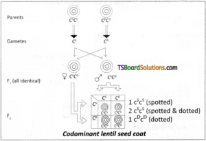 TS Inter 2nd Year Botany Study Material Chapter 9 Principles of ...